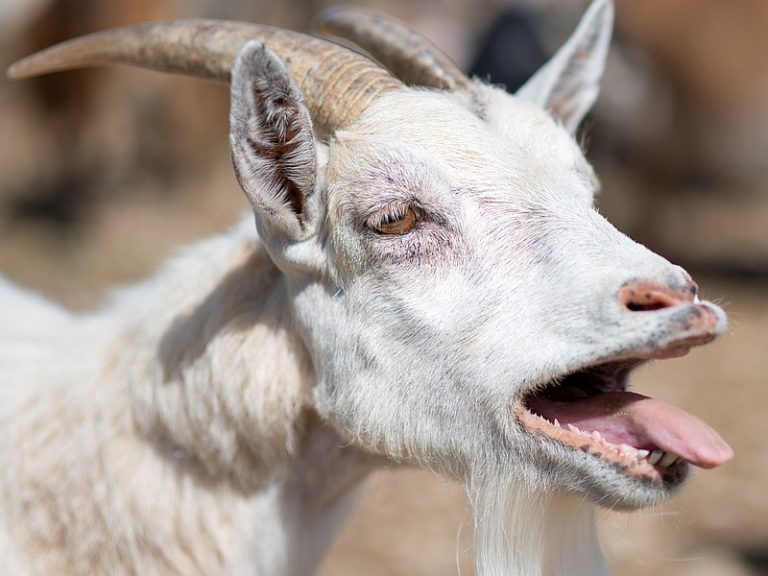 Goat Body Language FAQ - Goat Journal